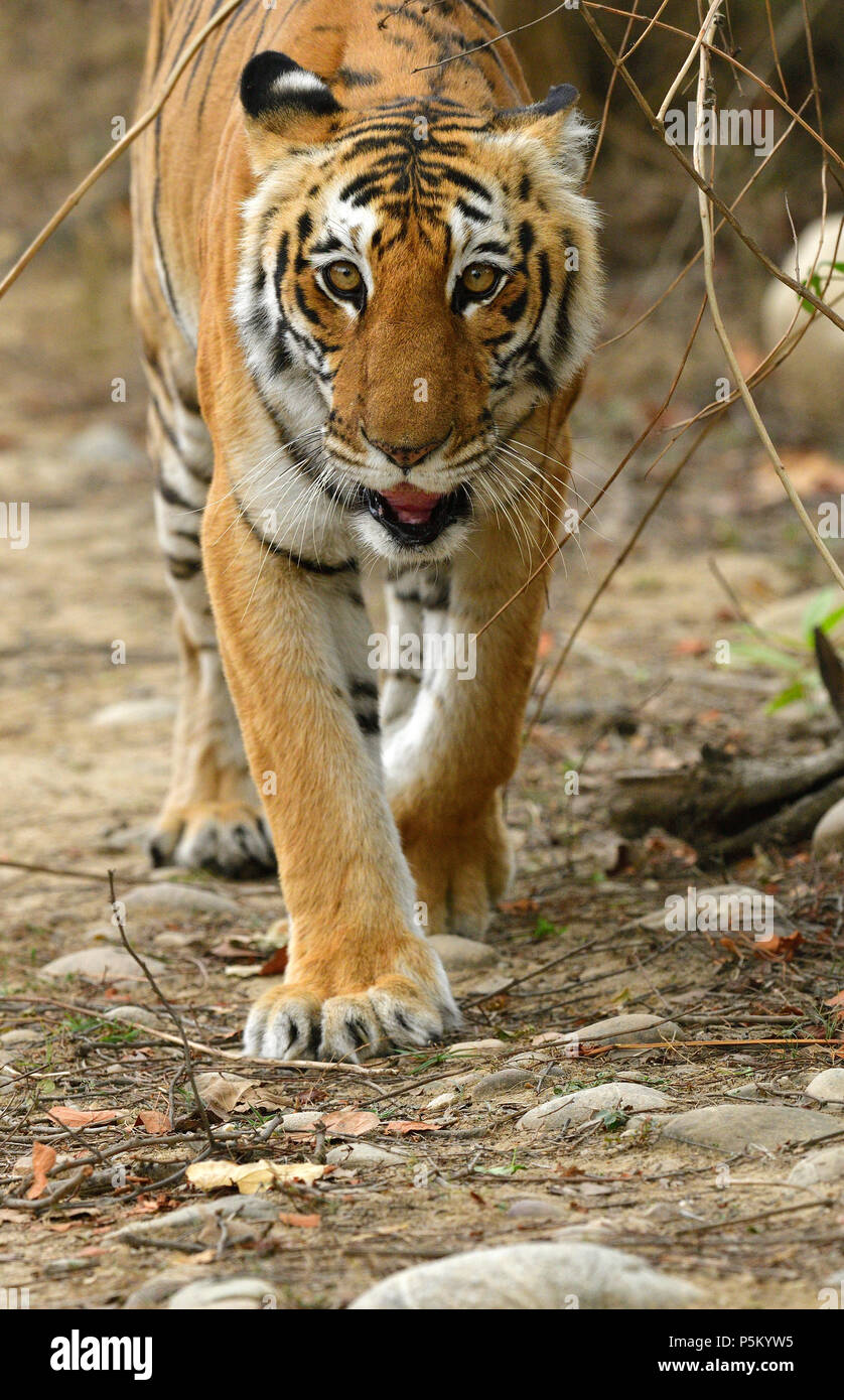 Bengal tiger, Panthera tigris in summer, staring at camera. Tigress ...