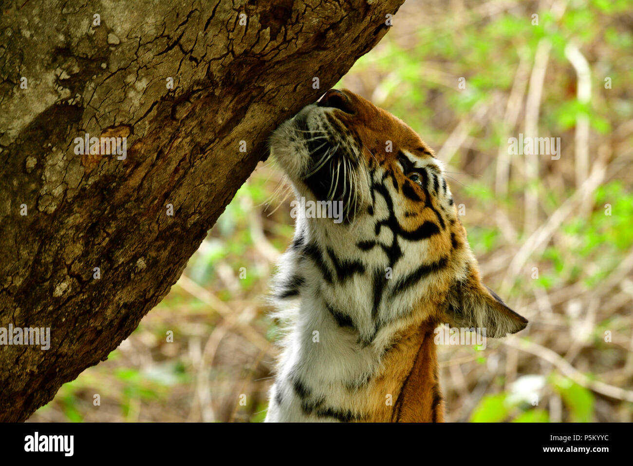 Bengal tiger, Panthera tigris in summer, staring at camera. Tigress ...