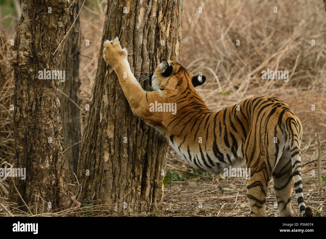 Bengal tiger, Panthera tigris in summer, staring at camera. Tigress ...