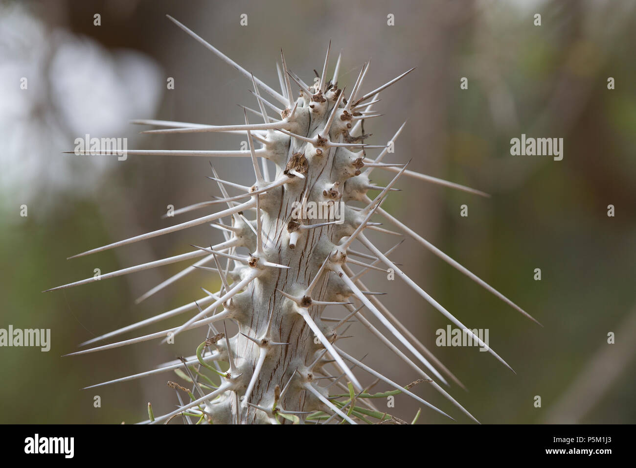 Spiny forest, Raniala Nature Reserve, Ifaty, Madagascar Stock Photo - Alamy