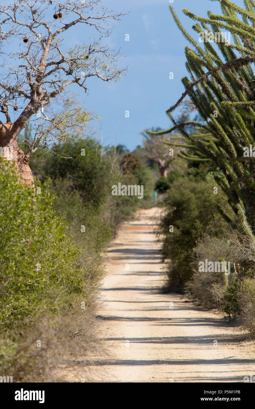 Spiny forest, Raniala Nature Reserve, Ifaty, Madagascar Stock Photo - Alamy