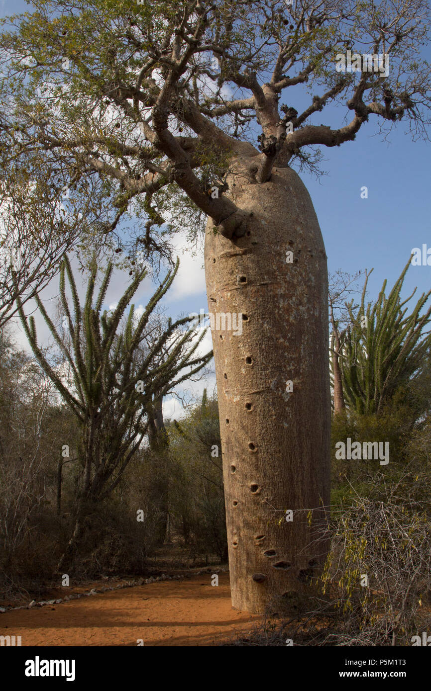 Spiny forest, Raniala Nature Reserve, Ifaty, Madagascar Stock Photo - Alamy