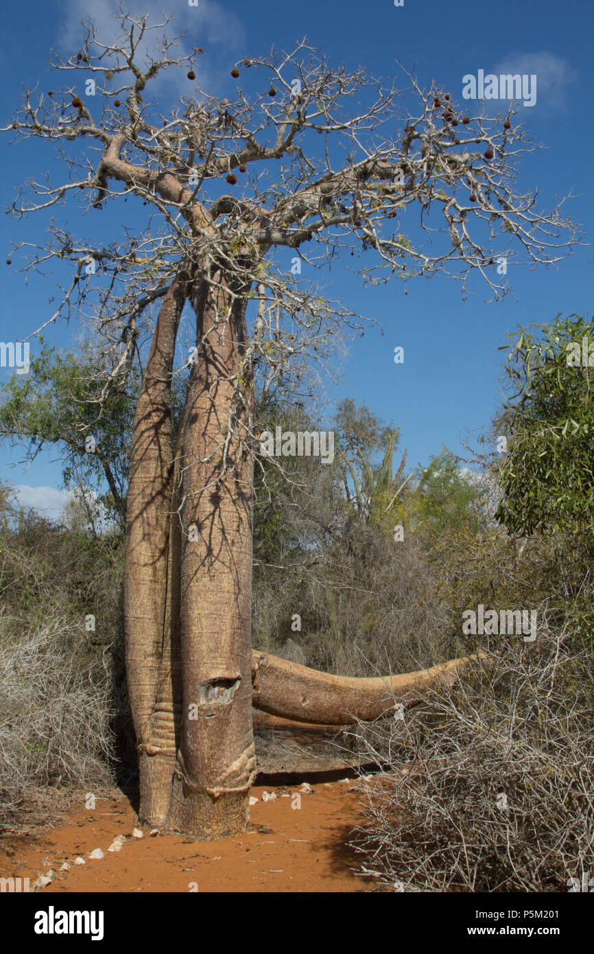 Spiny forest, Raniala Nature Reserve, Ifaty, Madagascar Stock Photo - Alamy