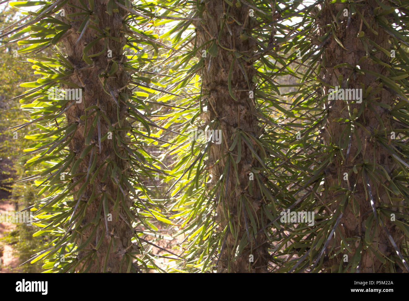Spiny forest, Raniala Nature Reserve, Ifaty, Madagascar Stock Photo - Alamy