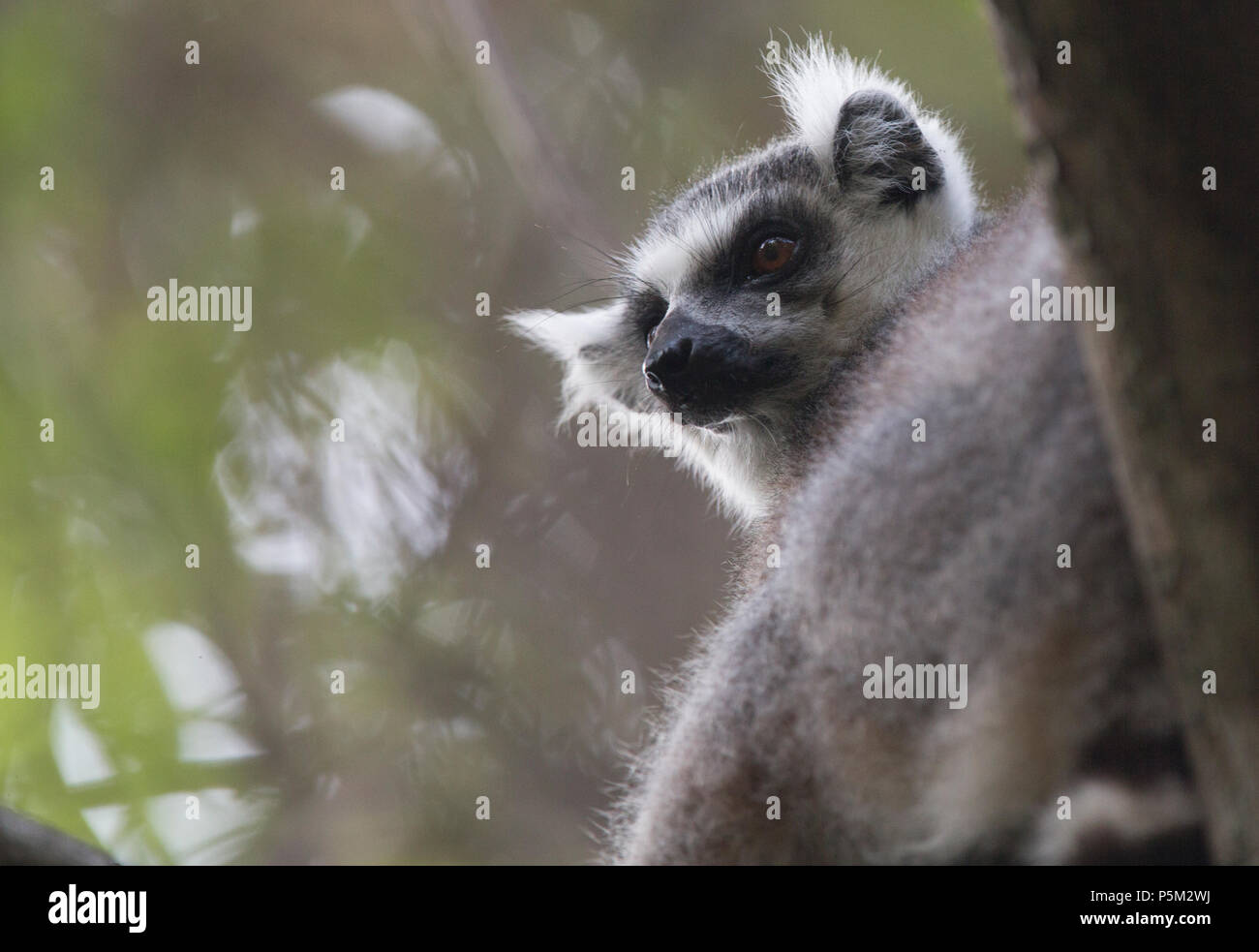 Ring-tailed lemur, Madagascar Stock Photo - Alamy