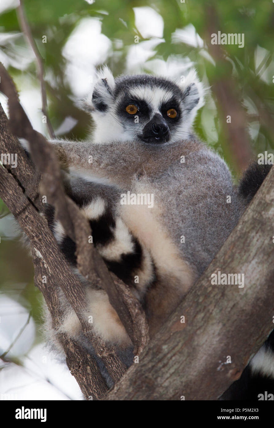 Ring-tailed lemur, Madagascar Stock Photo - Alamy