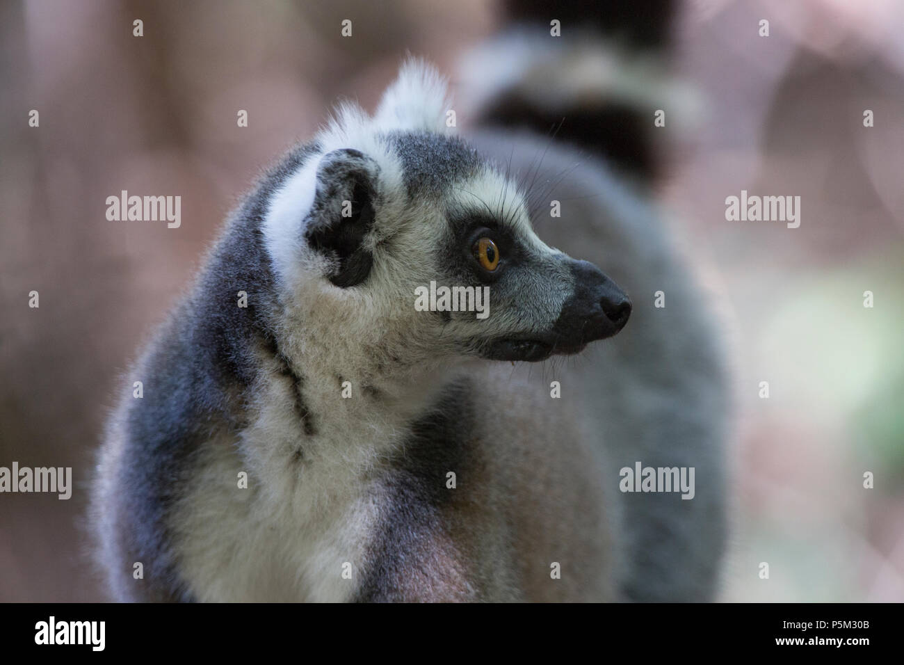 Ring-tailed lemur, Madagascar Stock Photo - Alamy