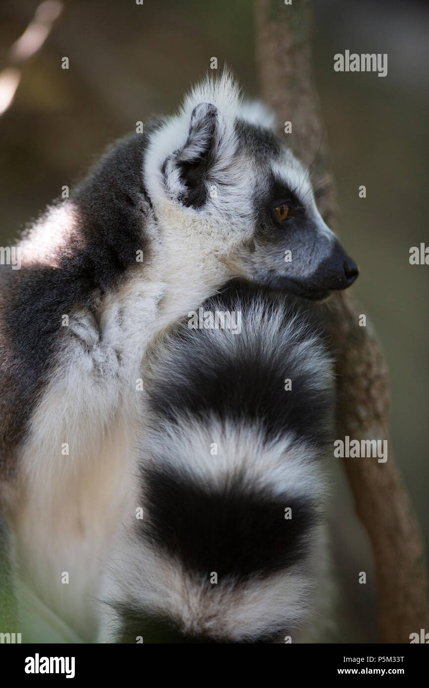 Ring-tailed lemur, Madagascar Stock Photo - Alamy