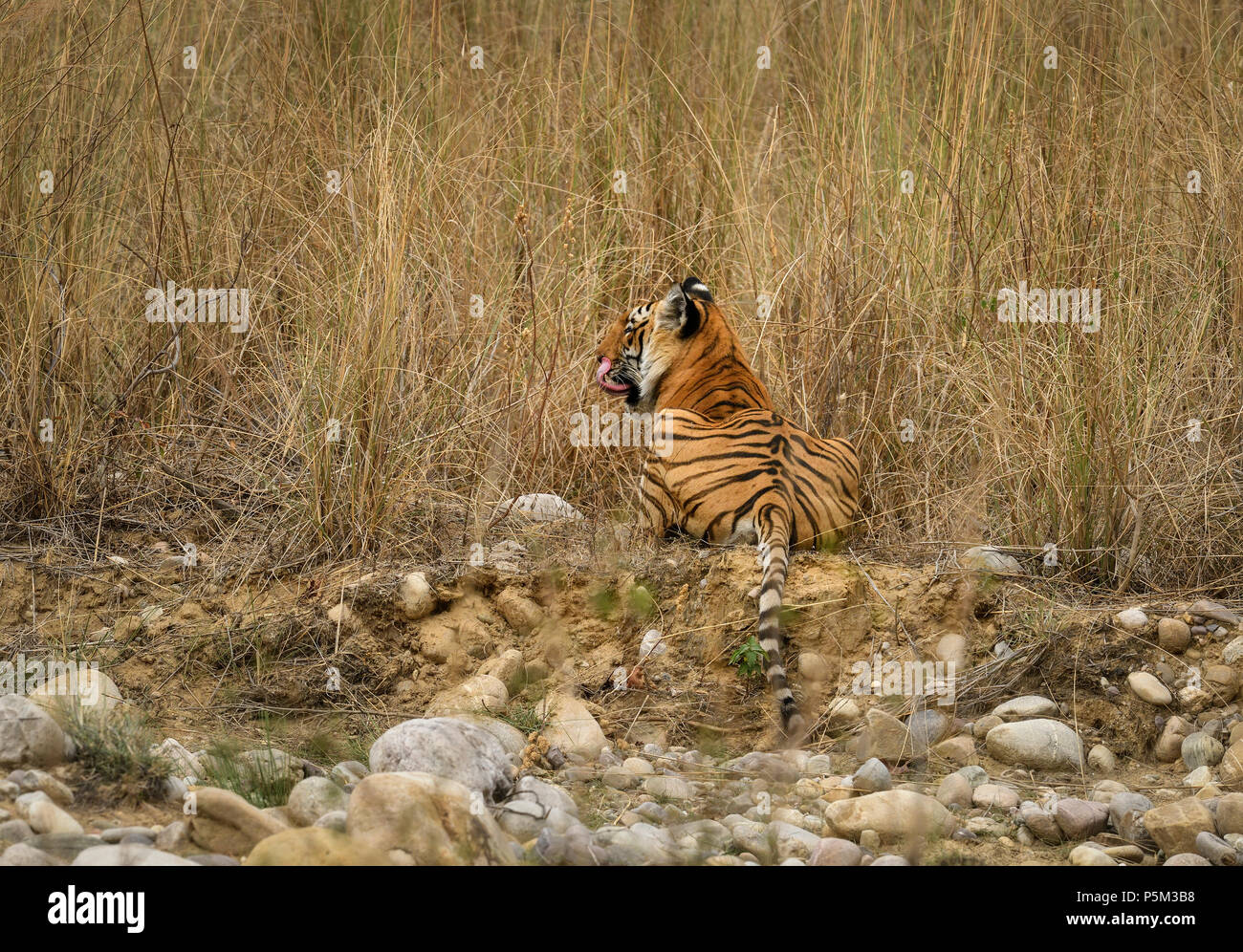 Aggressive Female Bengal Tiger camouflaged against the grassland ...