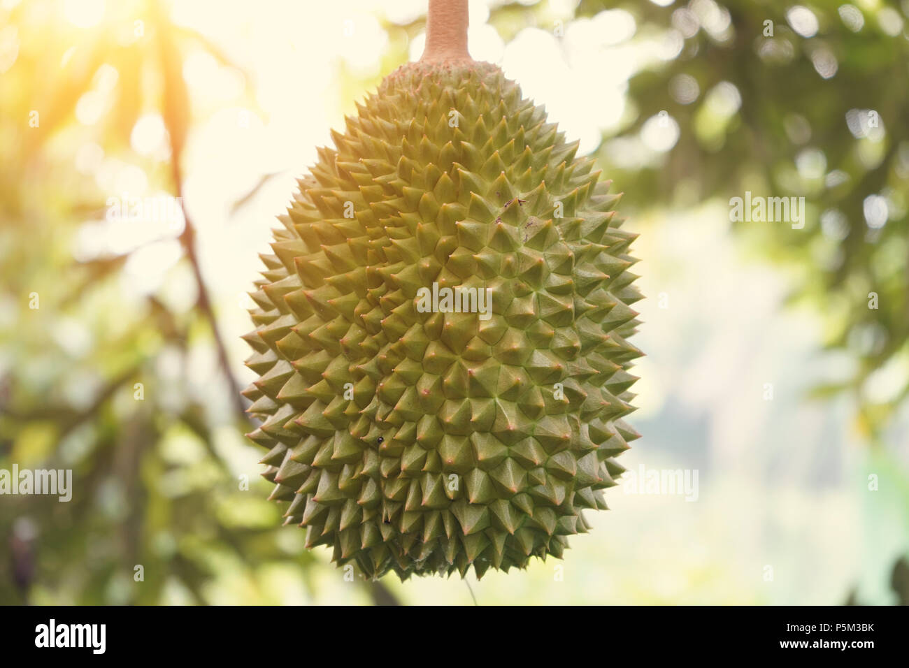 Musang king malaysia hi-res stock photography and images - Alamy