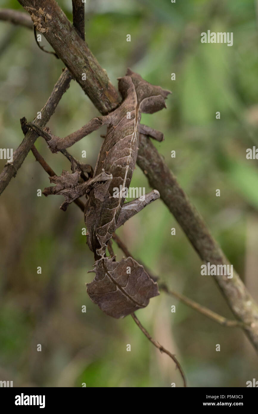 Satanic leaf-tailed gecko, Madagascar Stock Photo - Alamy