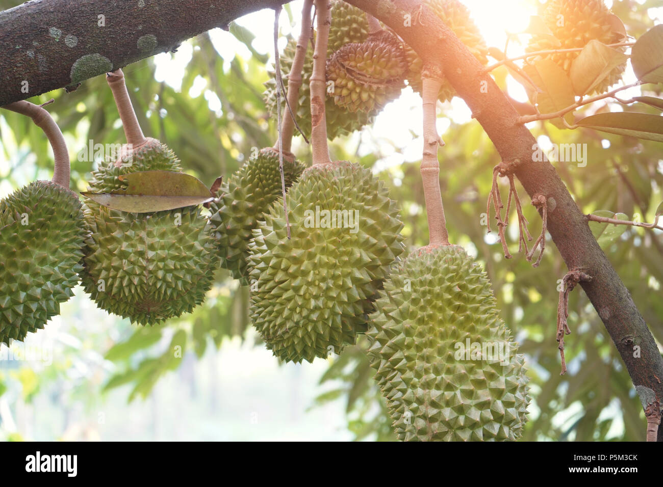 durian farm , musang king in focus Stock Photo - Alamy