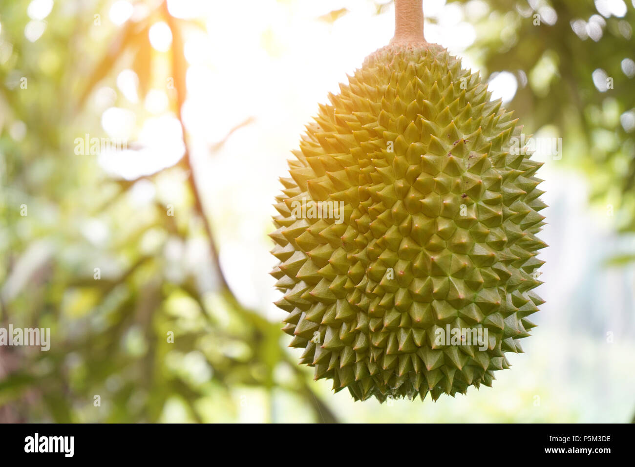 durian farm , musang king in focus Stock Photo - Alamy