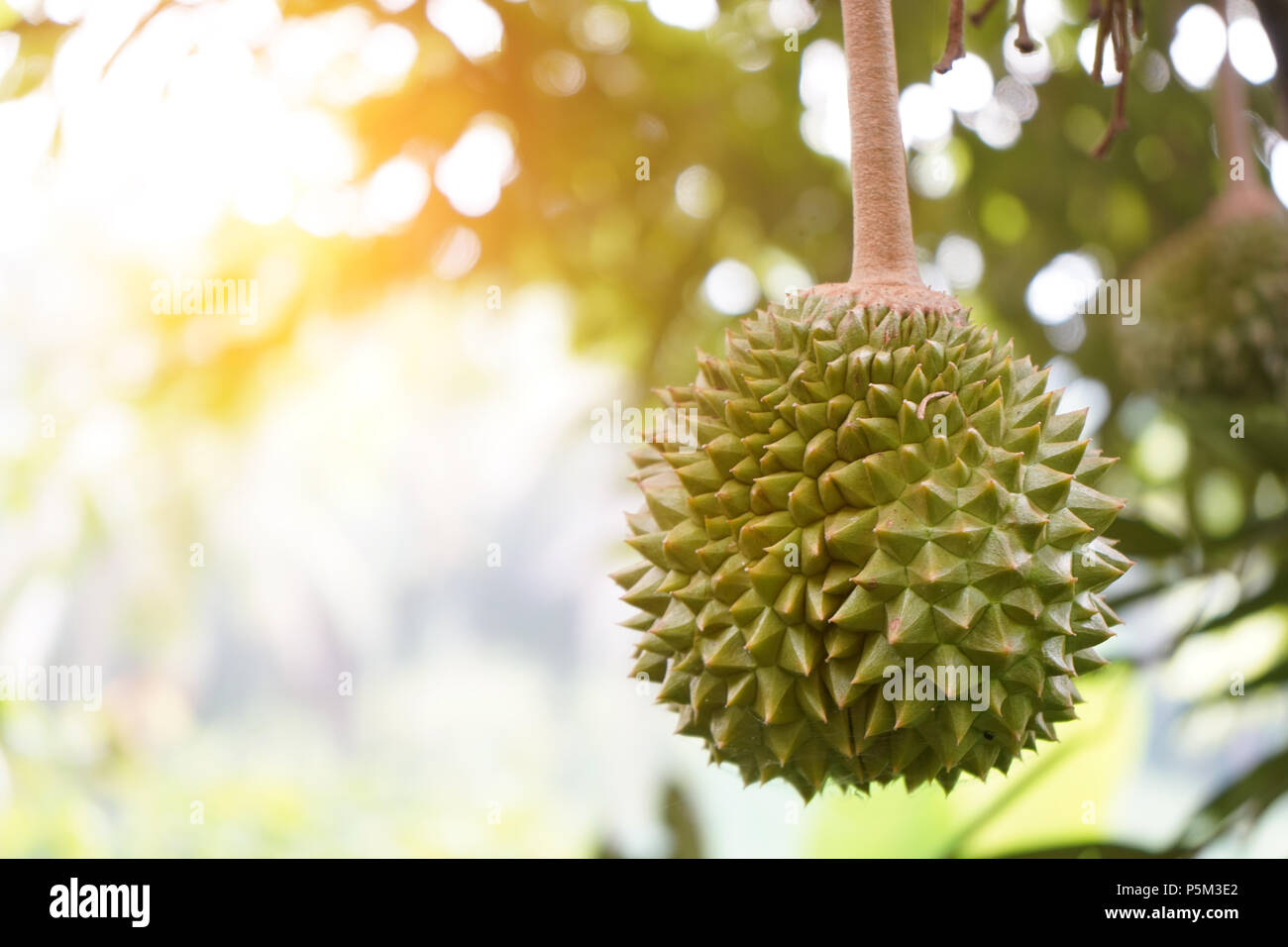 durian farm , musang king in focus Stock Photo - Alamy