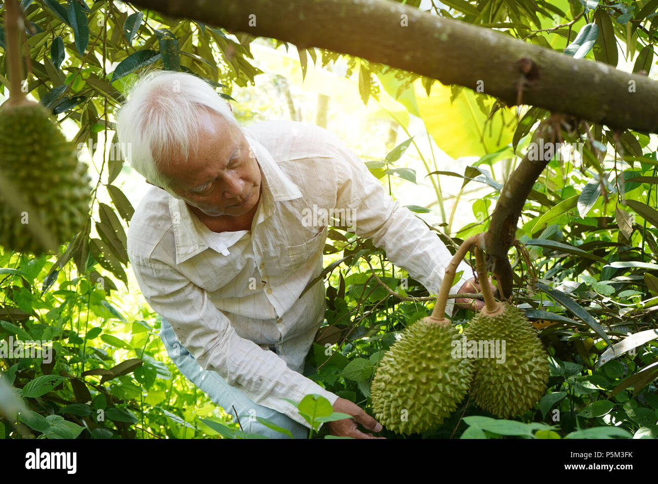 Durian farm malaysia hi-res stock photography and images - Alamy