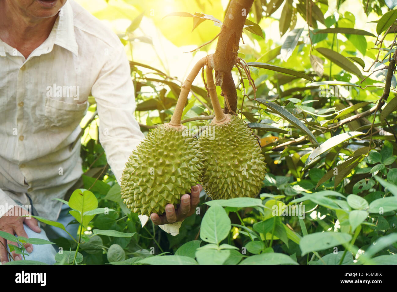 Durian farm hi-res stock photography and images - Alamy