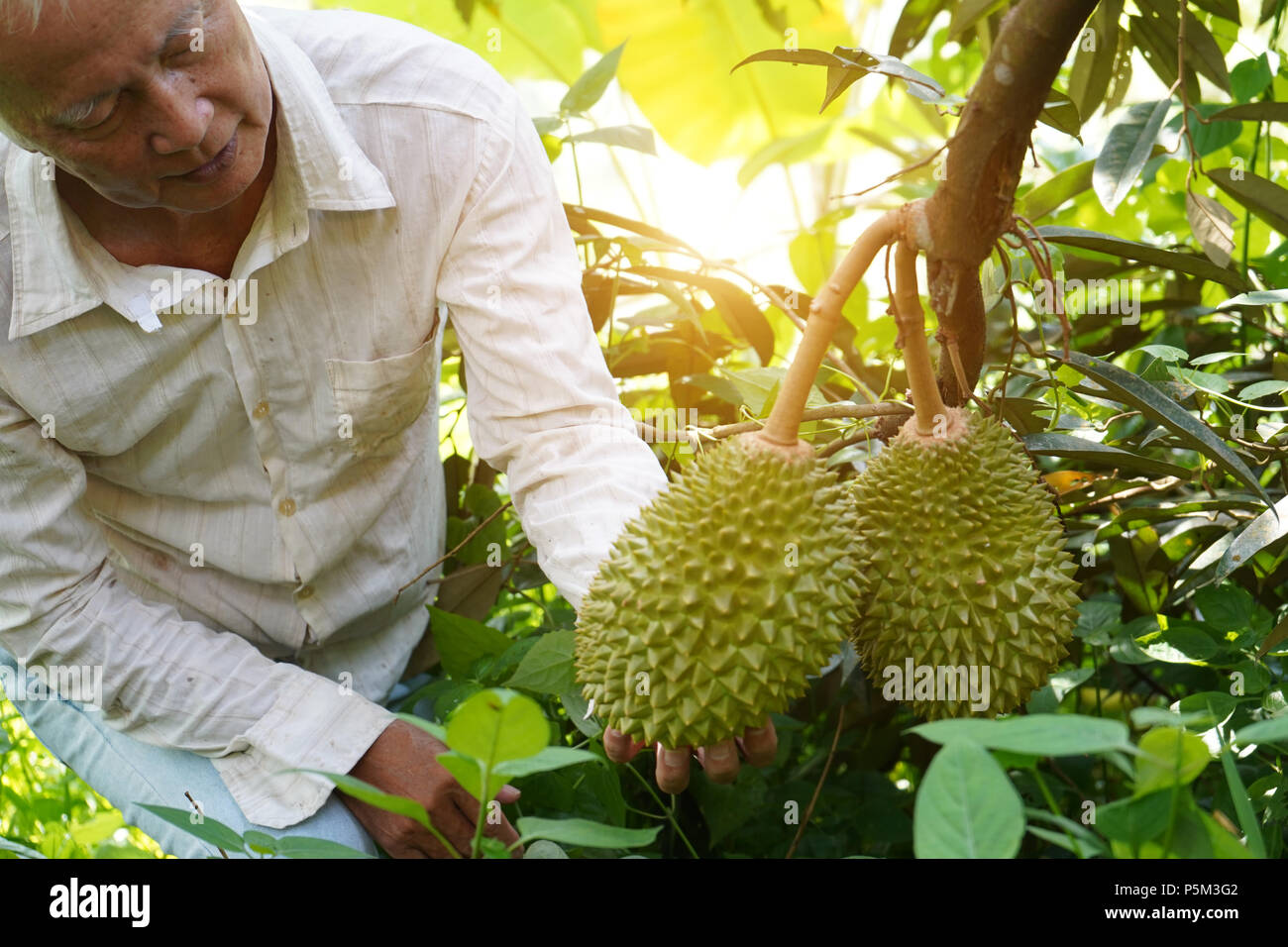 Durian farm hi-res stock photography and images - Alamy