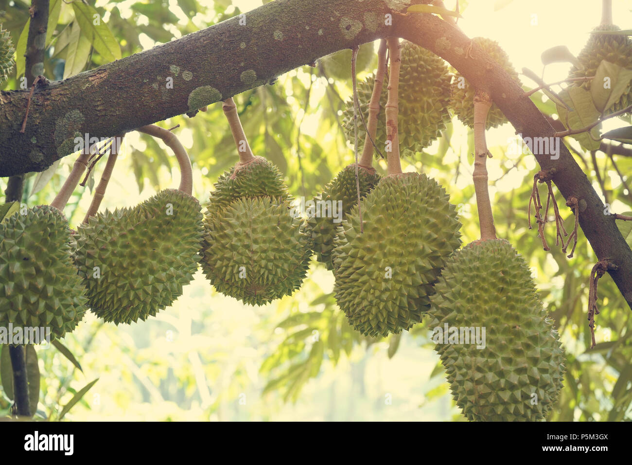 durian farm , musang king in focus Stock Photo - Alamy