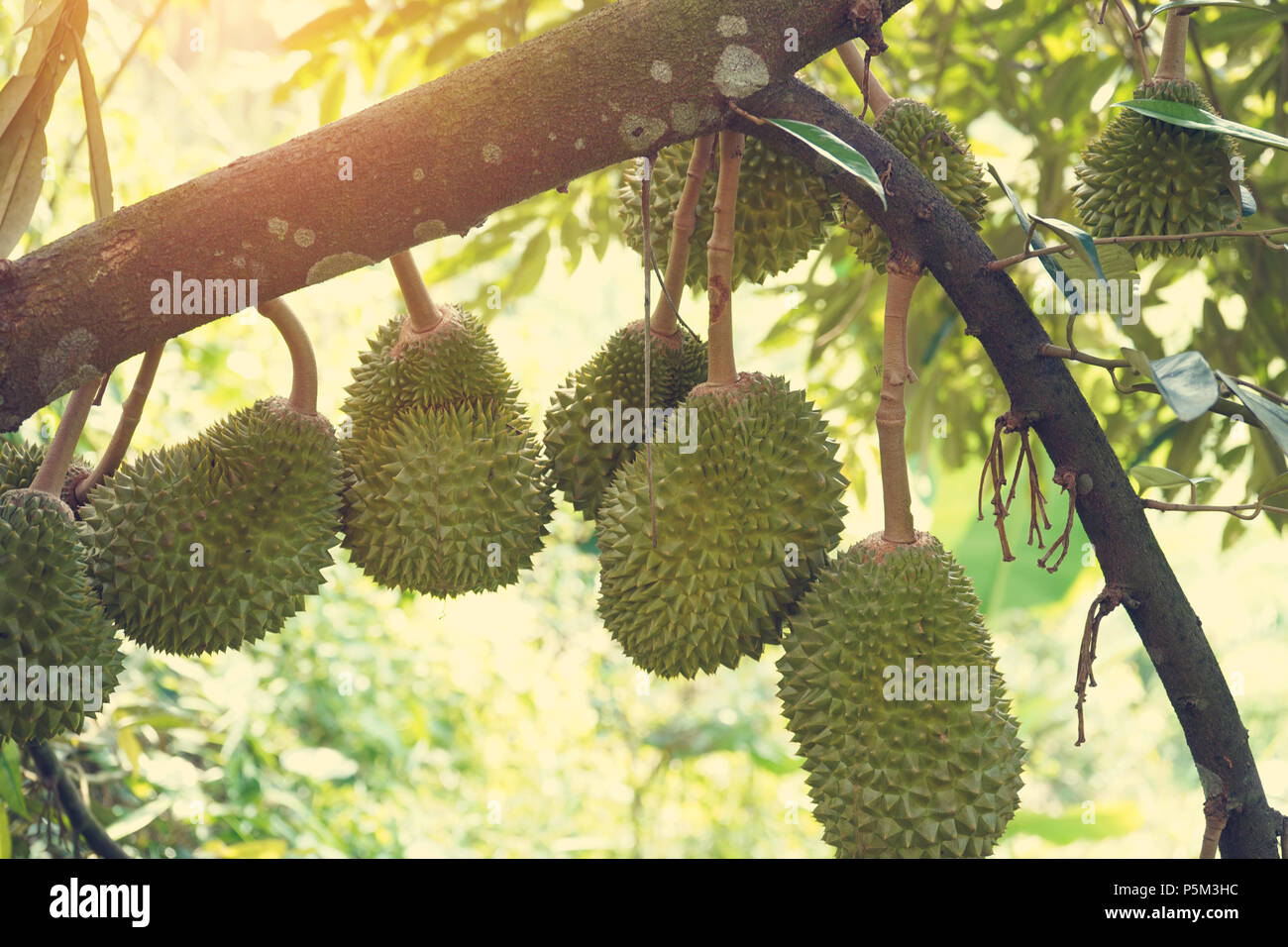 durian farm , musang king in focus Stock Photo - Alamy