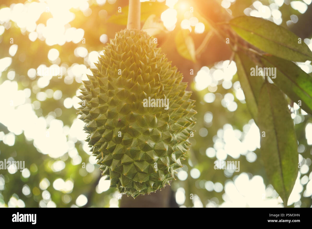 Musang king malaysia hi-res stock photography and images - Alamy