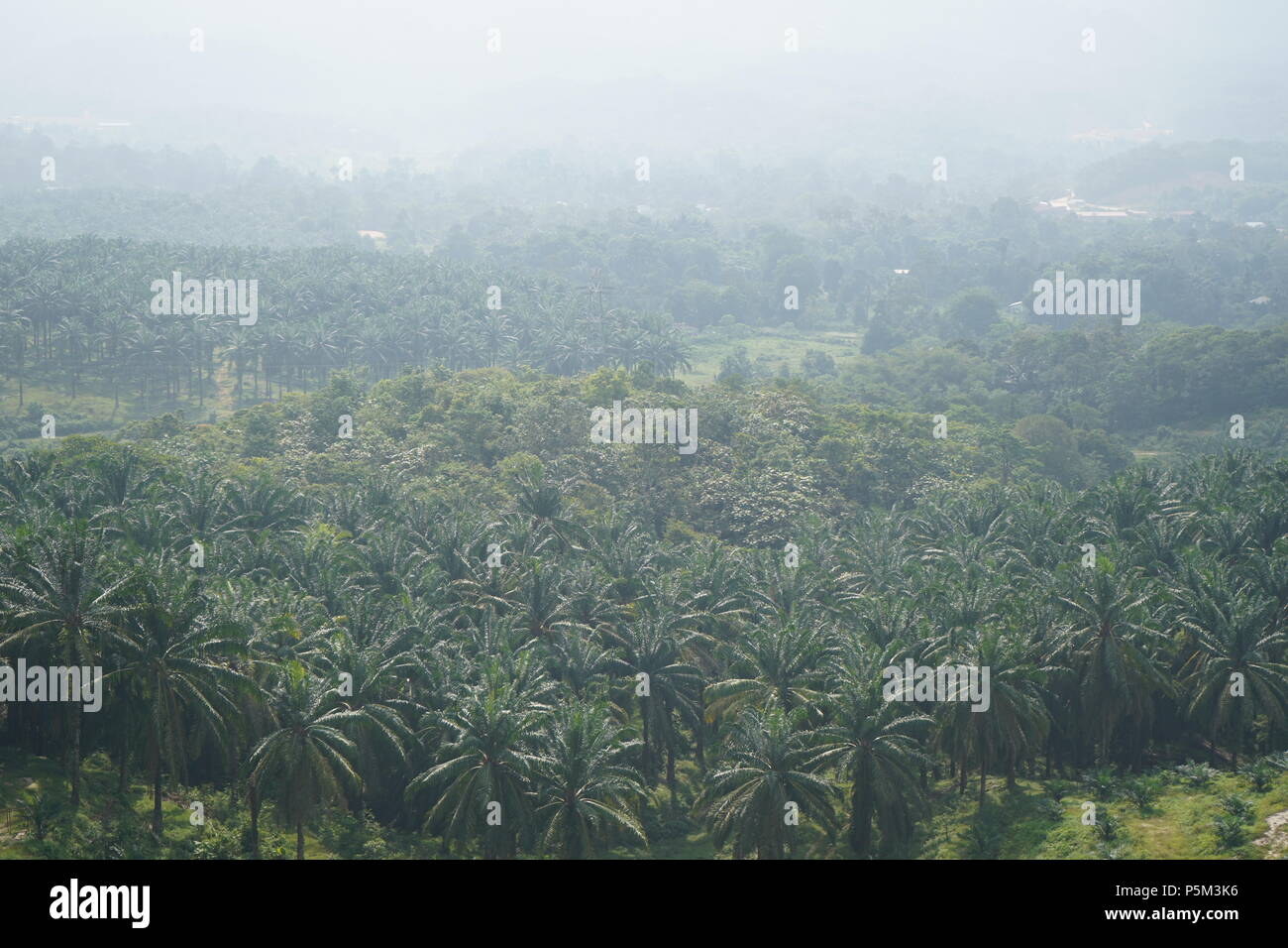 oil palm plantation Stock Photo - Alamy