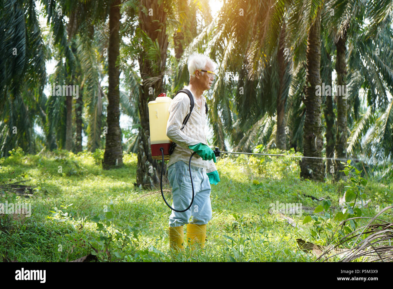 oil palm worker spraying herbicides at plantation Stock Photo - Alamy