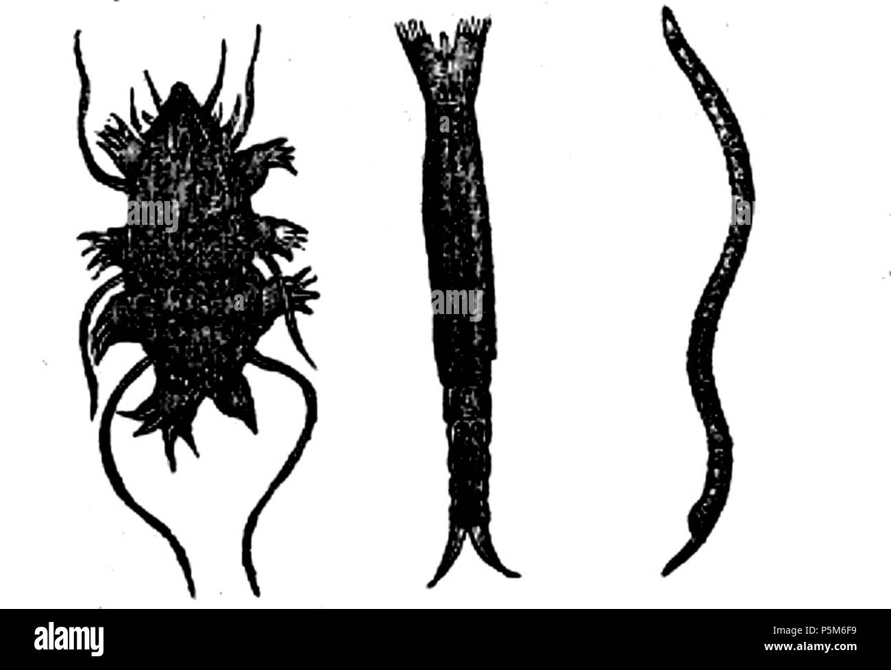 N/A. English: Illustration from Athenais journal (1876) : (1876) . 1876 ...