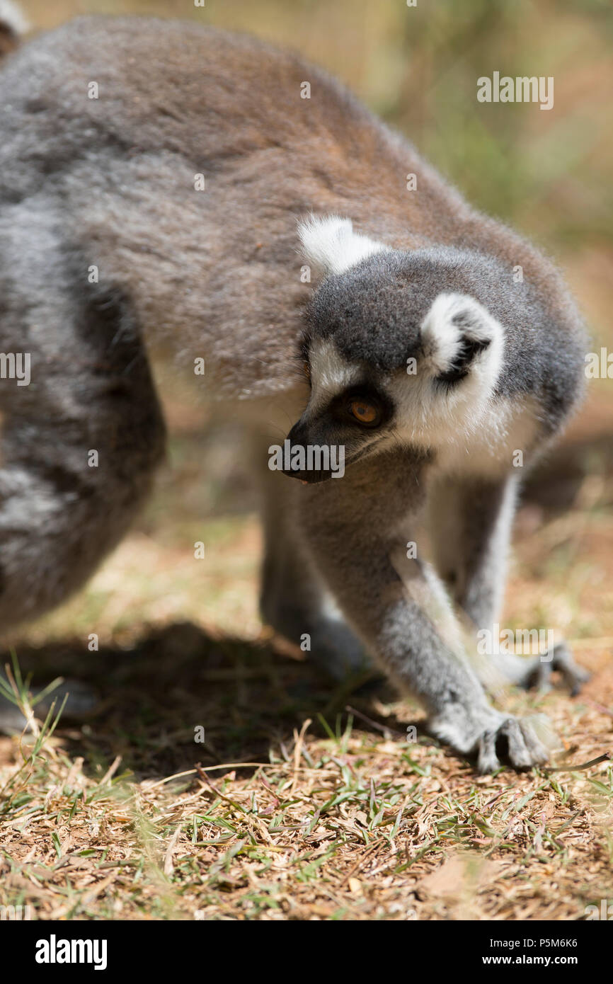 Ring-tailed lemur, Madagascar Stock Photo - Alamy