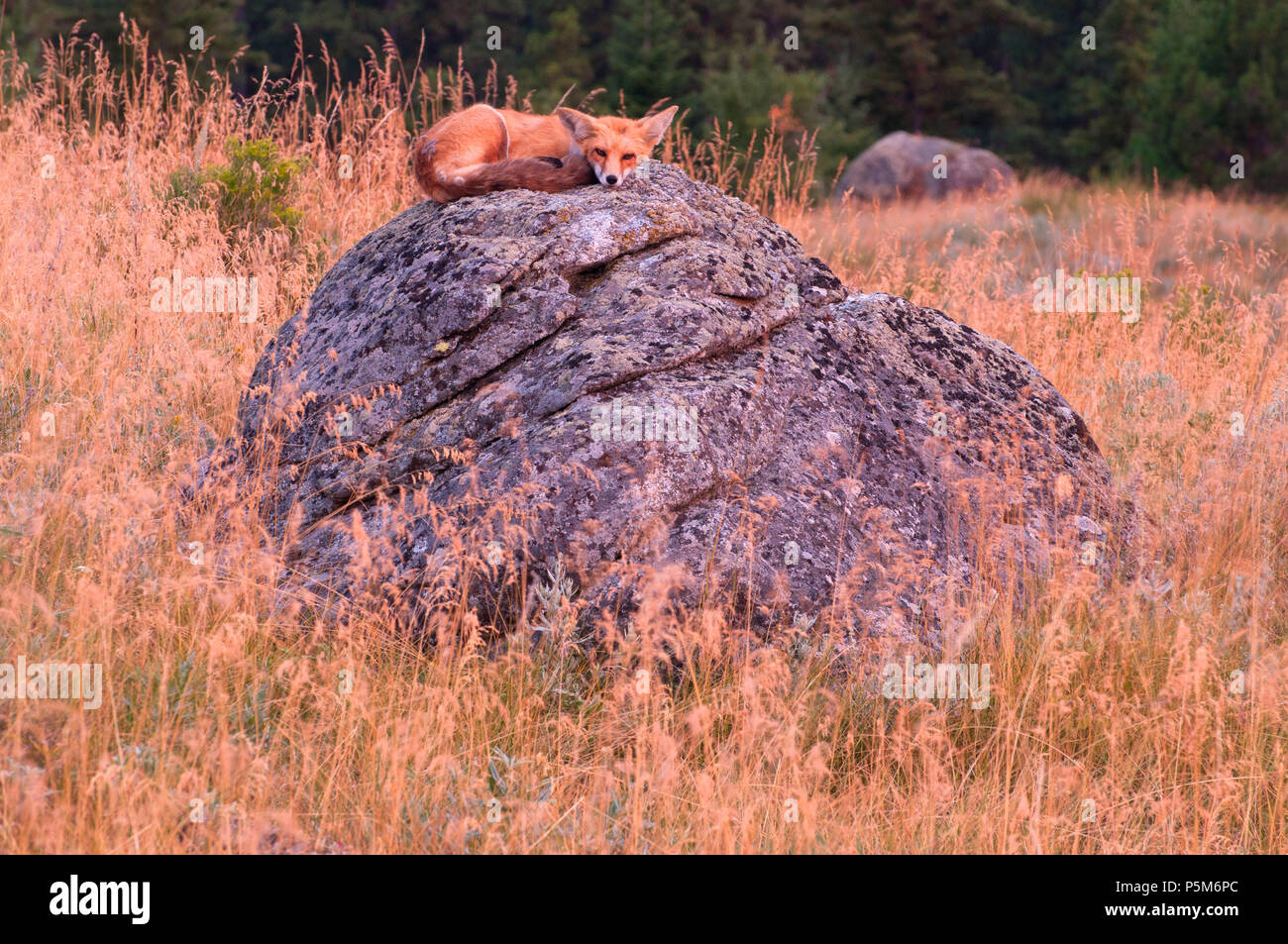 Red fox, Iwetemlaykin State Park, Hells Canyon National Scenic Byway ...