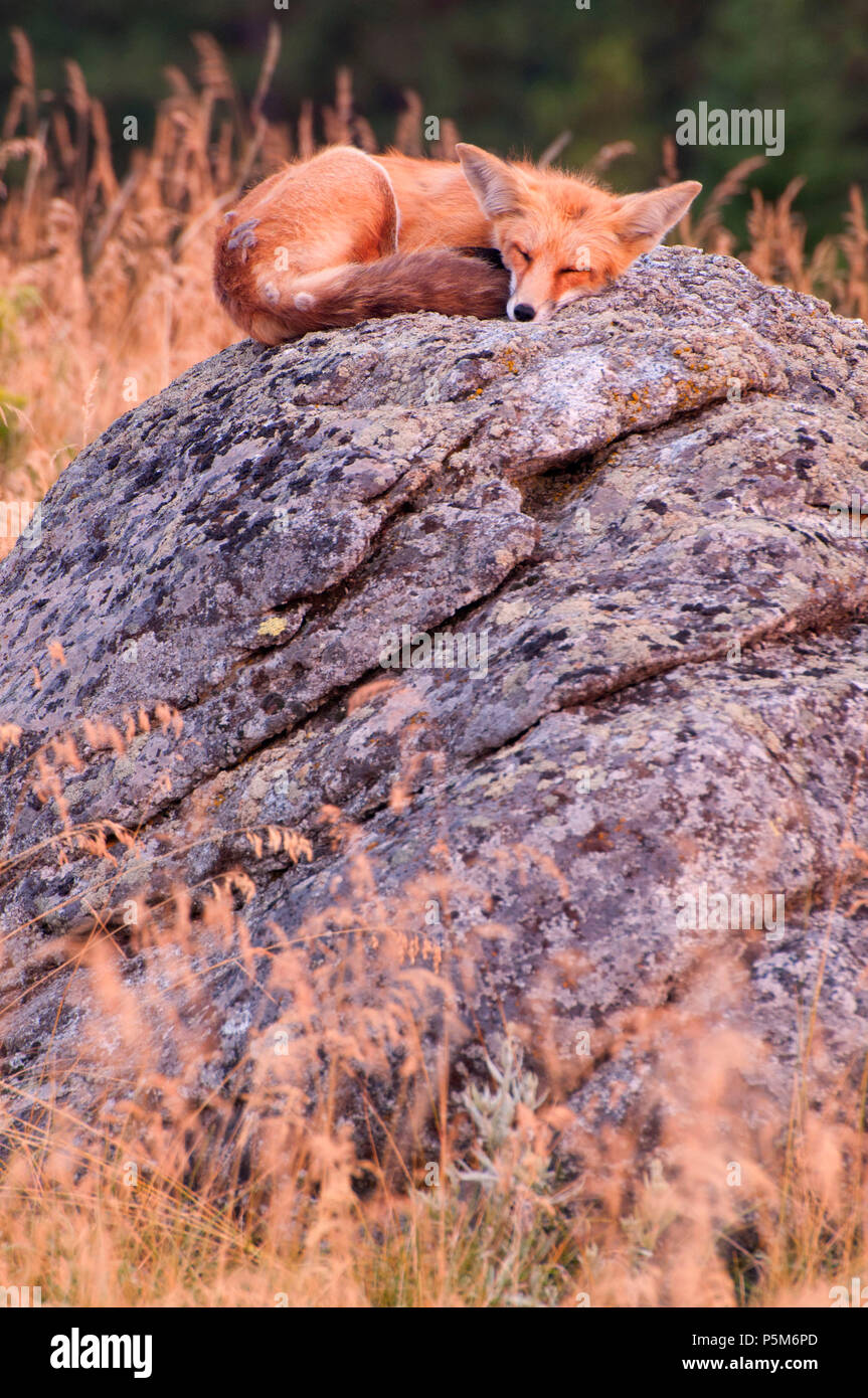 Starving fox hi-res stock photography and images - Alamy