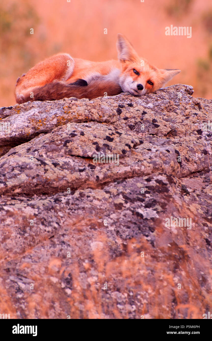 Red fox, Iwetemlaykin State Park, Hells Canyon National Scenic Byway ...