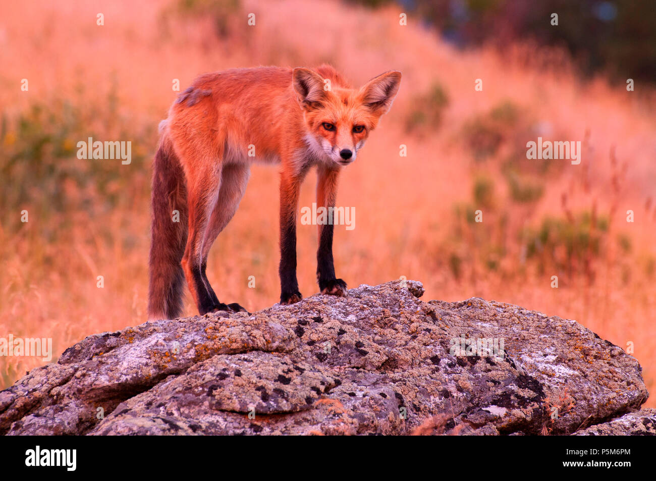 Red fox, Iwetemlaykin State Park, Hells Canyon National Scenic Byway ...