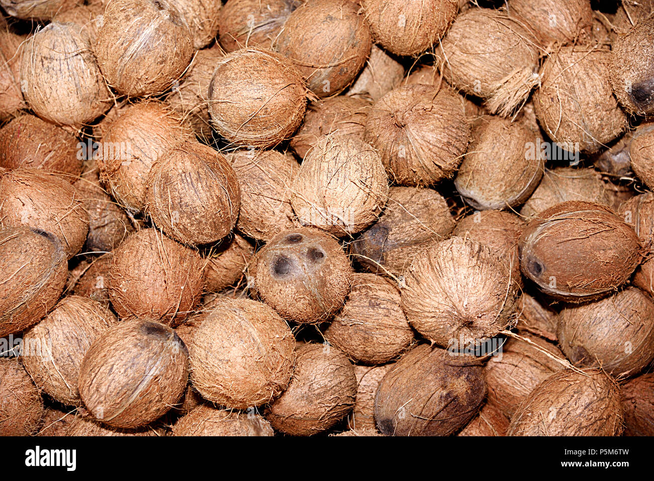 Harvest of coconuts hi-res stock photography and images - Alamy