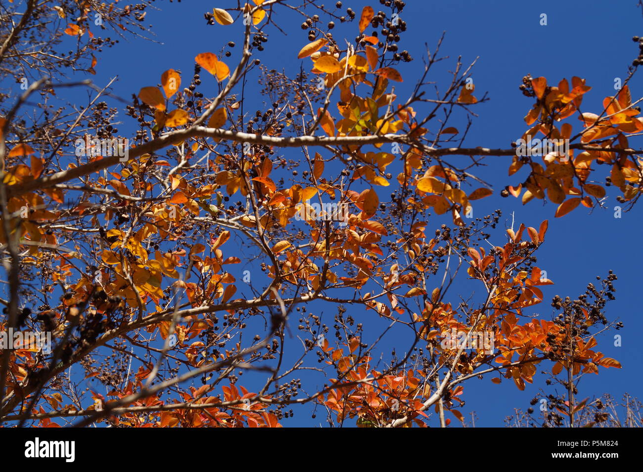 Beautiful yellow autumn leaves Stock Photo - Alamy