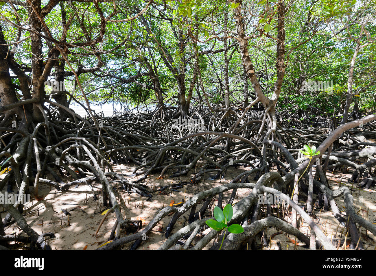 Mangrove forest at Somerset, historical location of the Jardine pioneer ...