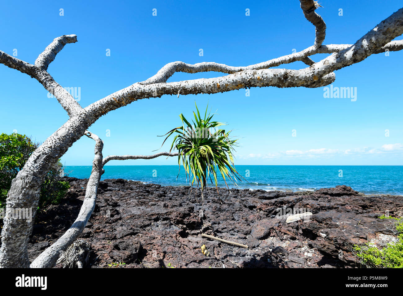 Pandanus palm hi-res stock photography and images - Alamy