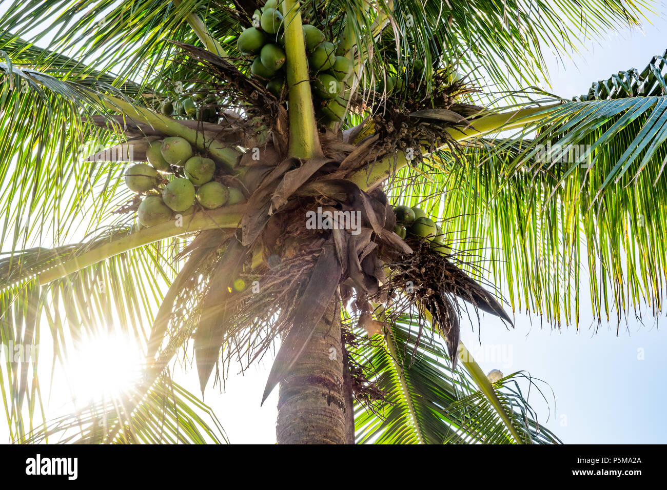 Palm coconut tree with many green coconuts, closeup full frame, with ...