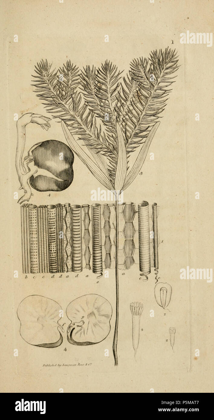 96 An introduction to physiological and systematical botany - Plate 1 ...