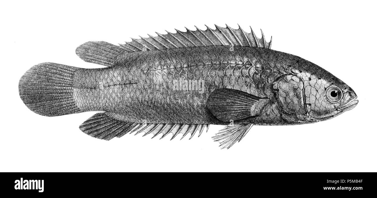 97 Anabas testudineus Day Stock Photo - Alamy