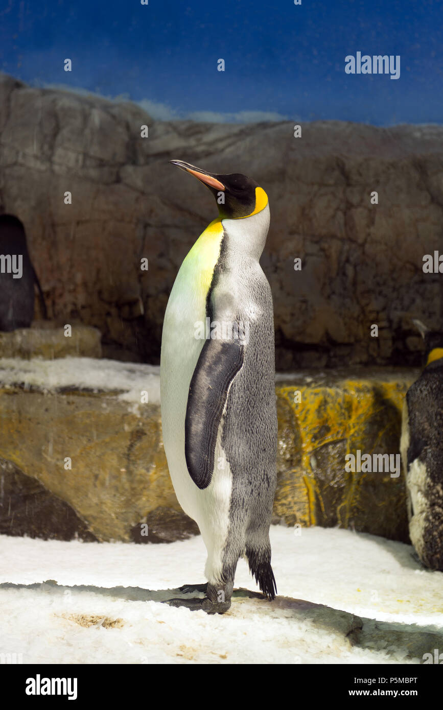 Penguin standing on Ice Stock Photo - Alamy