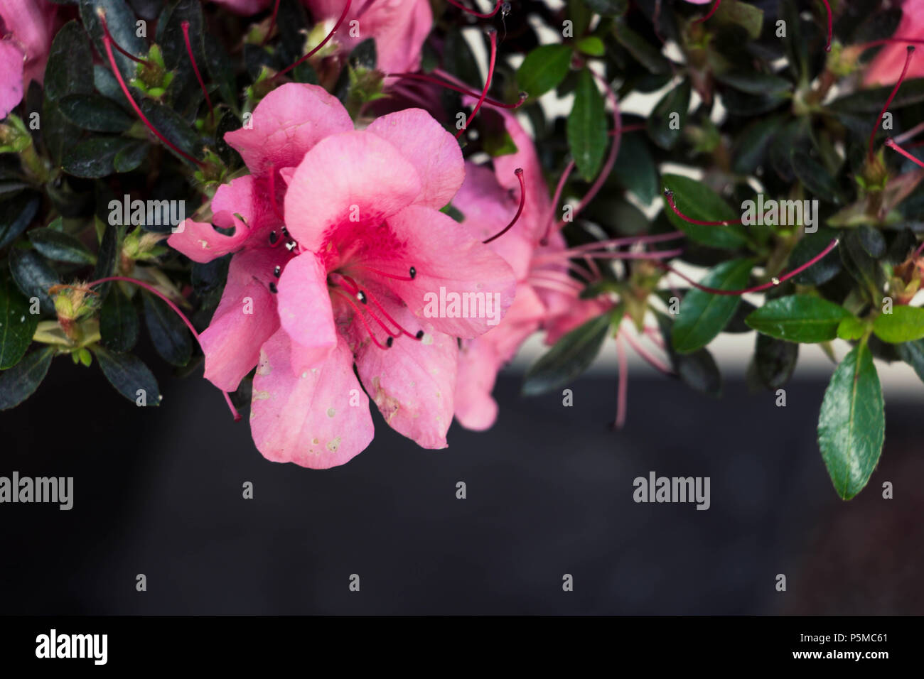 Azalea botanical hi-res stock photography and images - Alamy