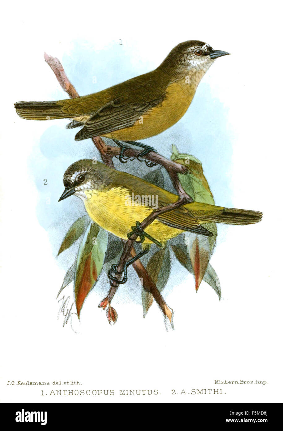 Anthoscopus minutus hi-res stock photography and images - Alamy