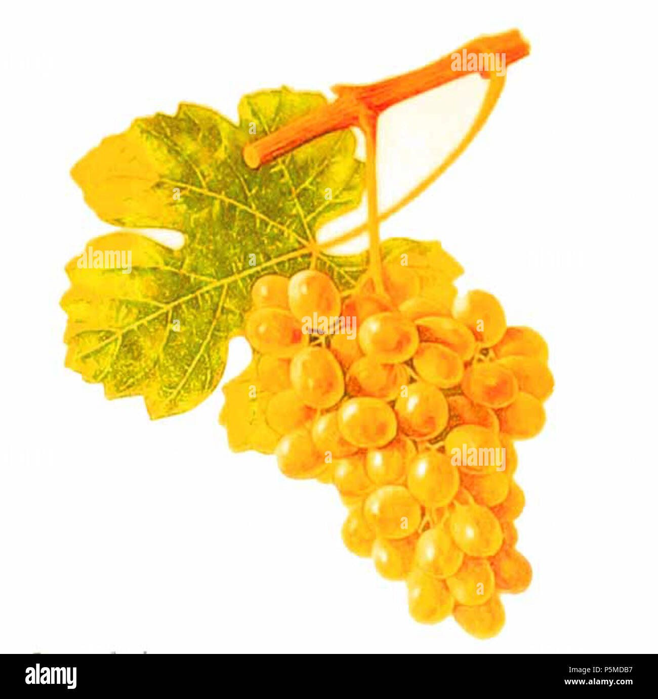 Cepage Cut Out Stock Images & Pictures - Alamy