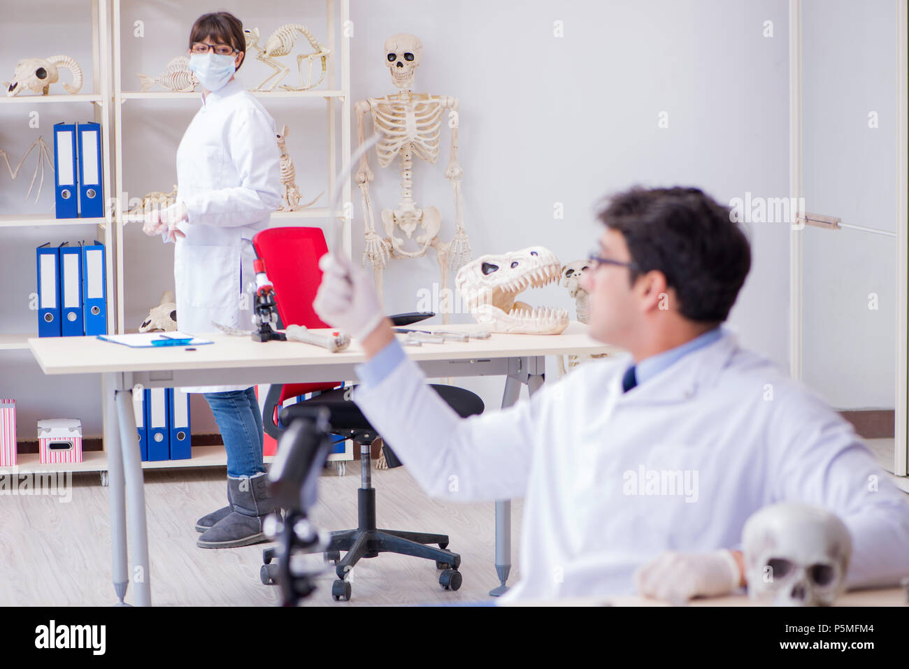 Professor studying human skeleton in lab Stock Photo - Alamy