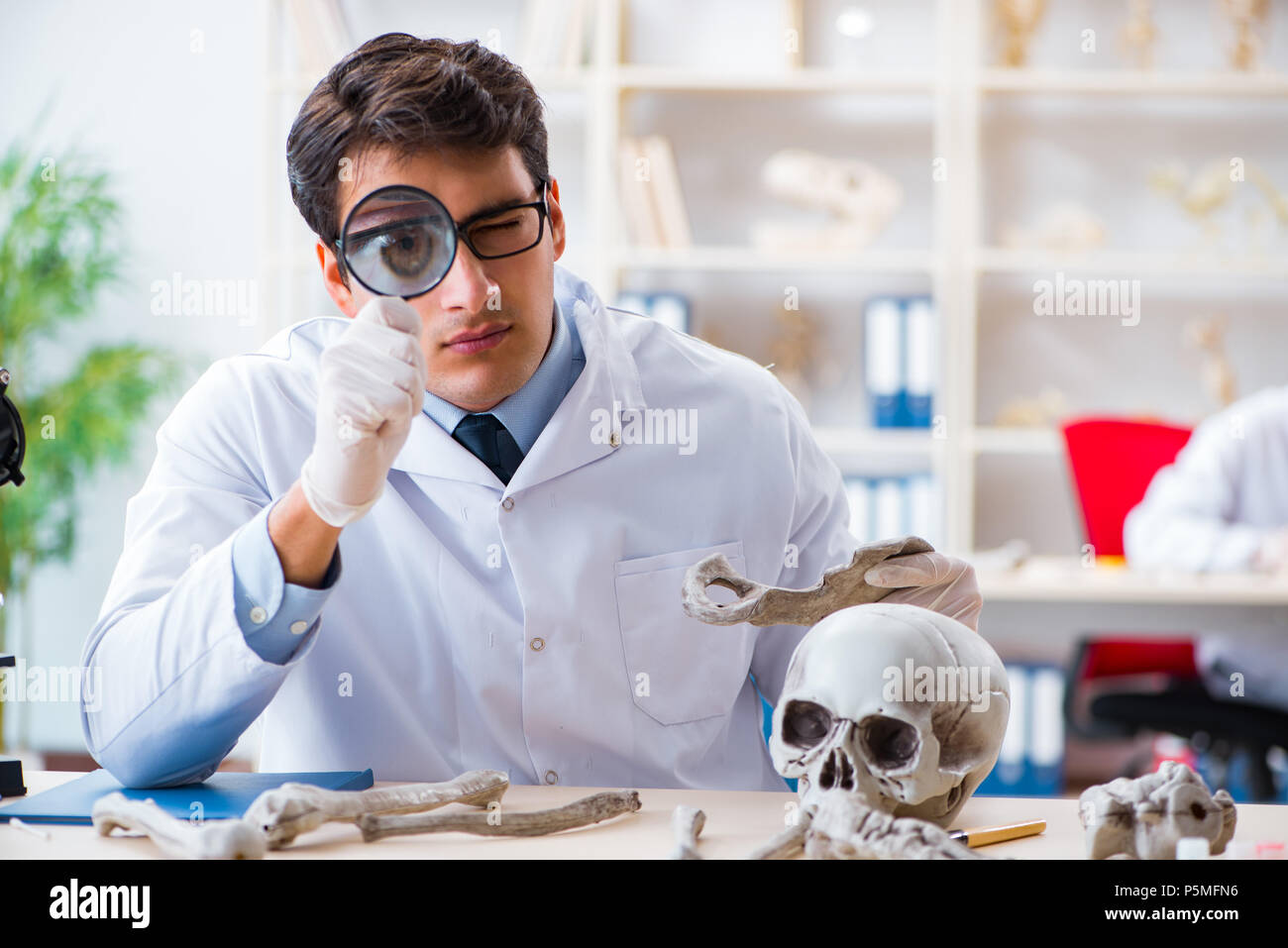 Professor studying human skeleton in lab Stock Photo - Alamy