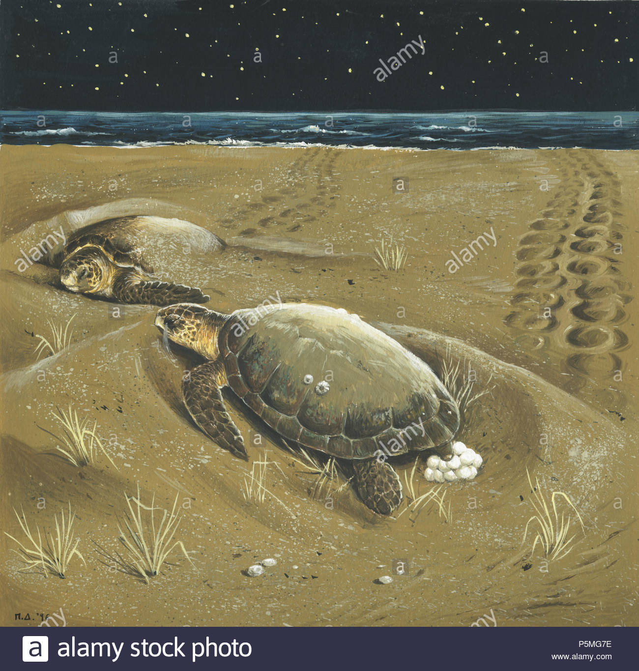 Loggerhead Sea Turtle Laying Eggs Stock Photos & Loggerhead Sea Turtle ...
