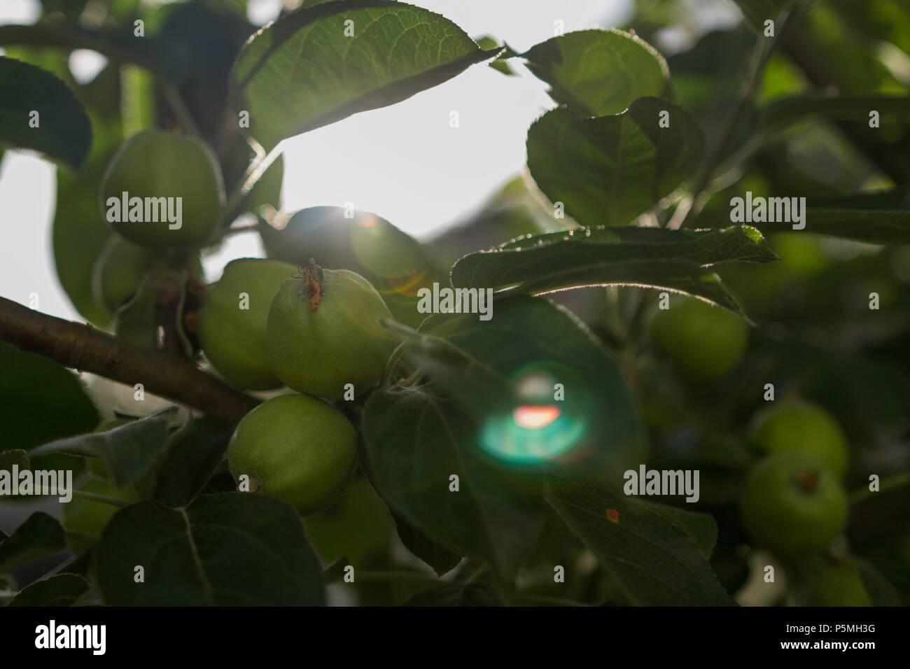Green Apples Growing On Apple Tree Stock Photo - Alamy