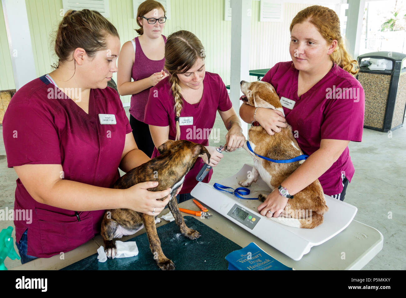 Volunteer teen dog hi-res stock photography and images - Alamy