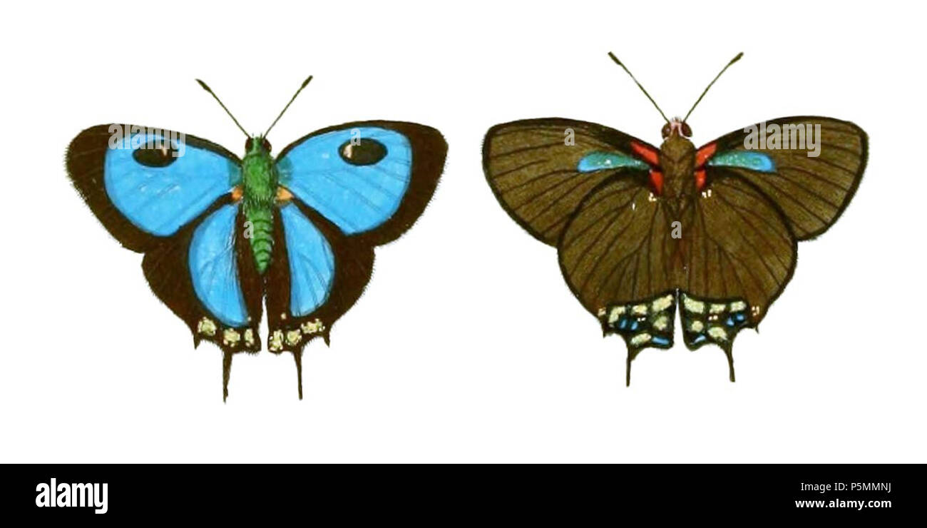 Atlides hi-res stock photography and images - Alamy