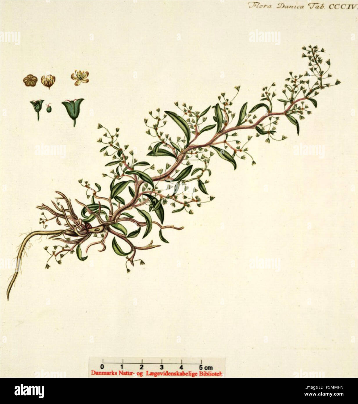 N/A. English: Atriplex pedunculata synonym: Halimione pedunculata ...